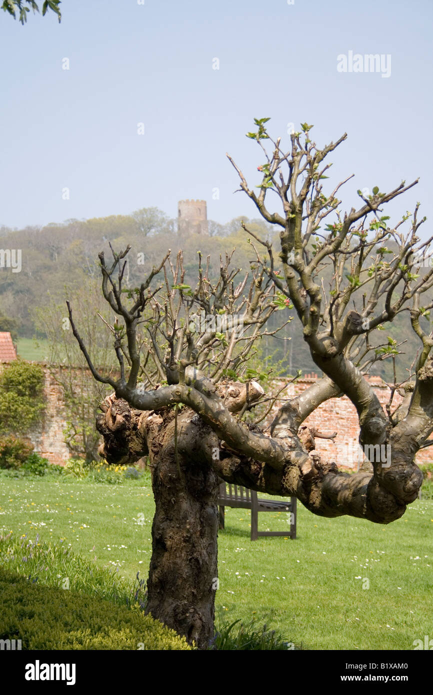 Tree in enclosed gardens in dunster, somerset Stock Photo - Alamy