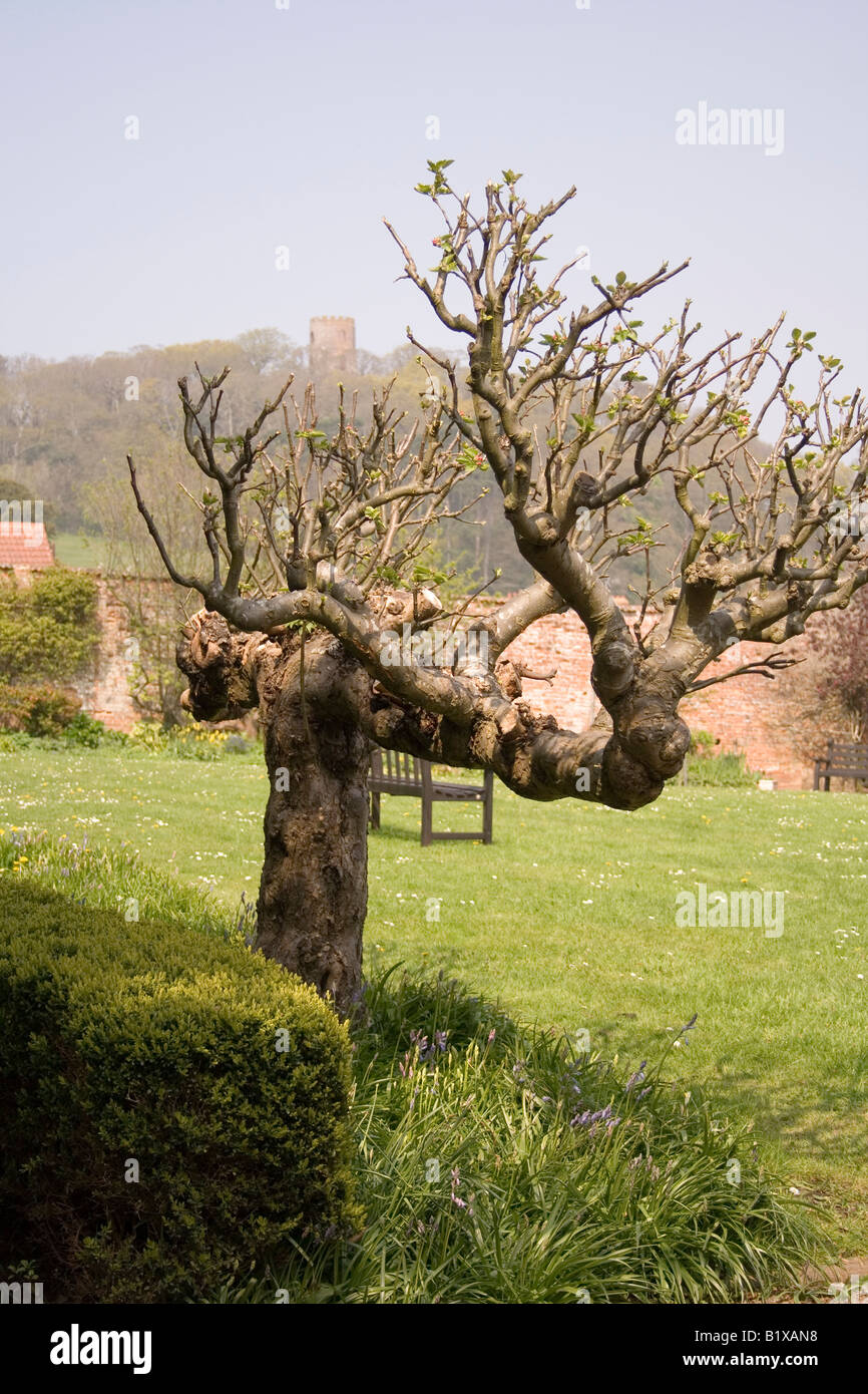 Tree in enclosed gardens in dunster hi-res stock photography and images ...