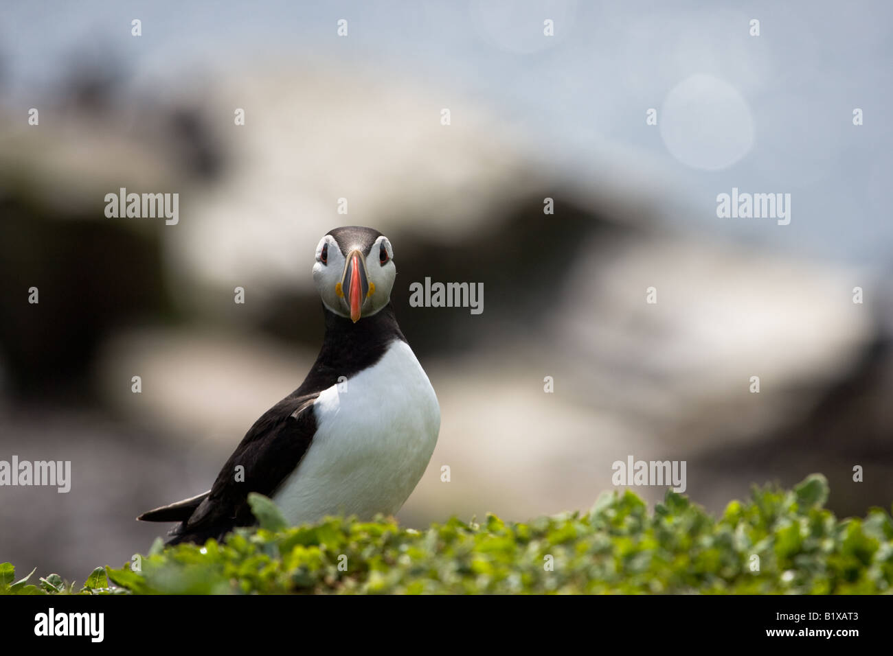 Puffin looking into camera hi-res stock photography and images - Alamy