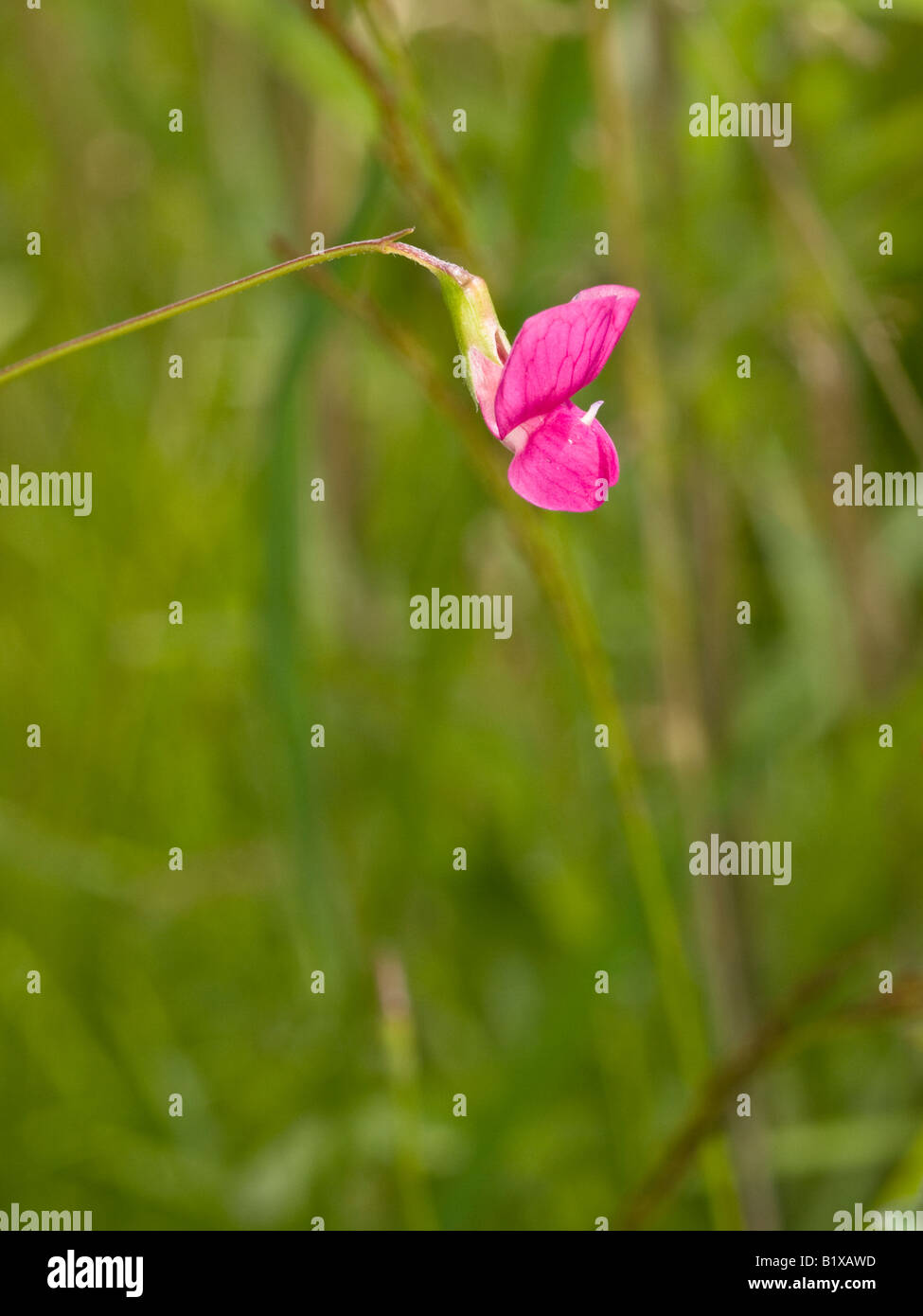 Fabaceae grass hi-res stock photography and images - Alamy