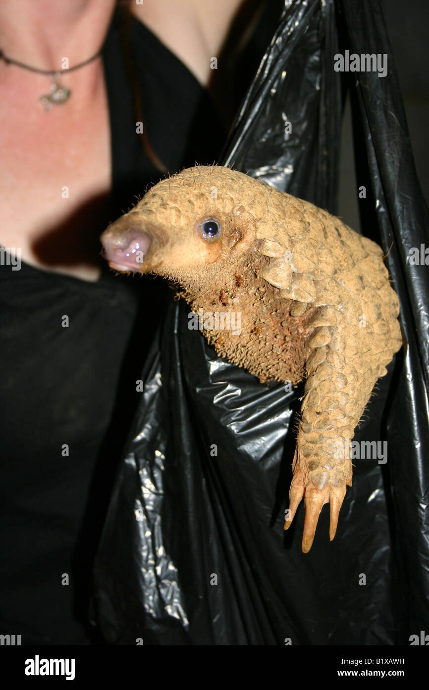 Pangolin scales in bag hi-res stock photography and images - Alamy
