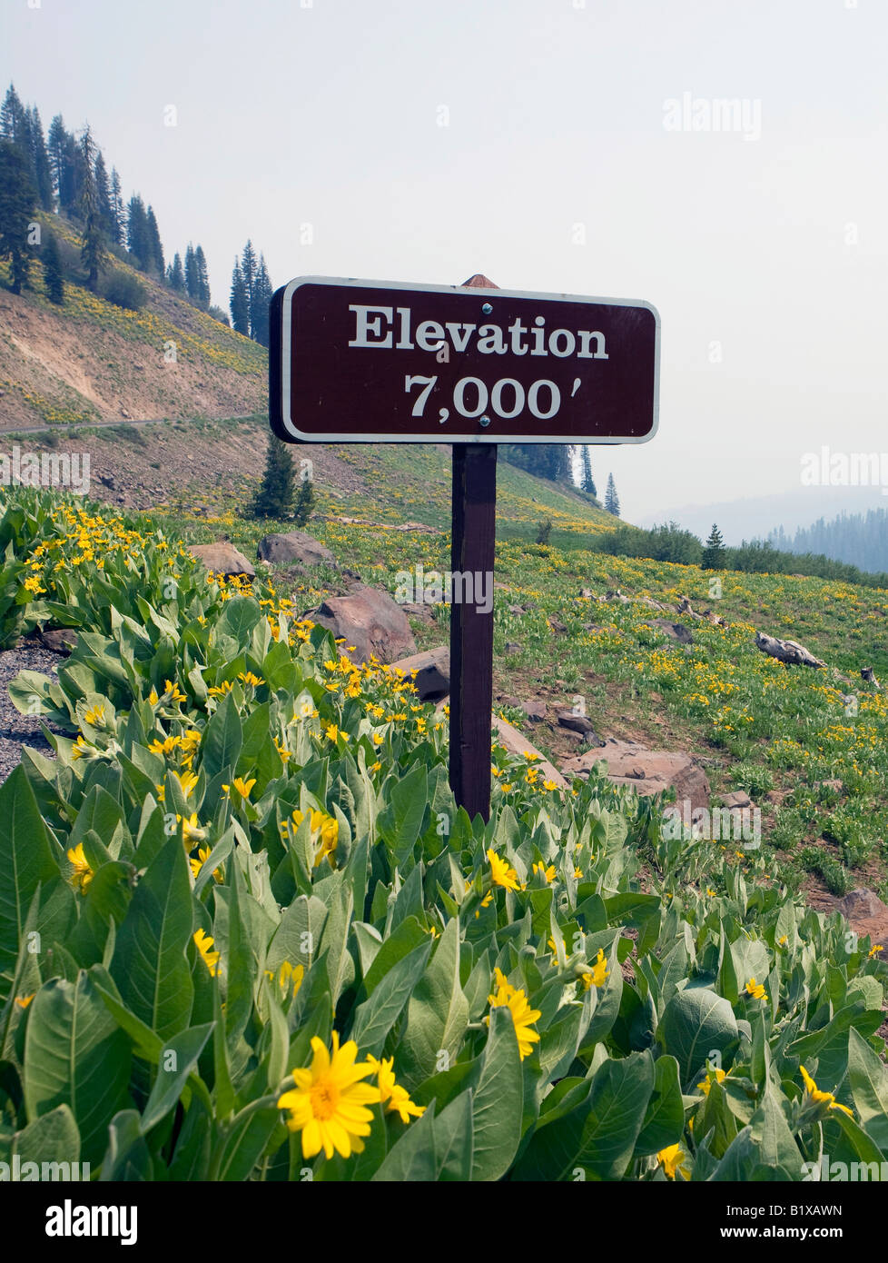 A mountain elevation sign at 7,000 feet is placed amongst wildflowers ...