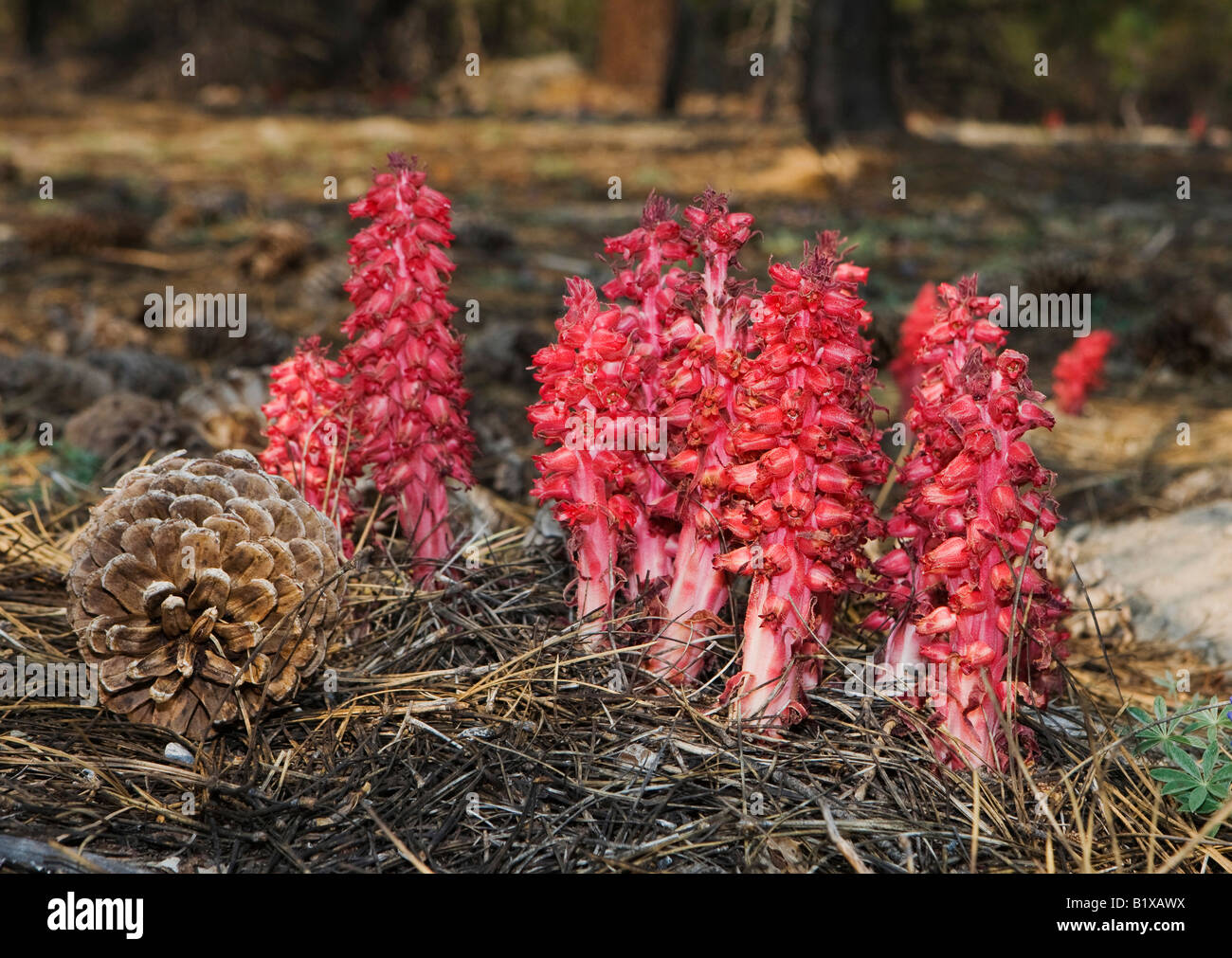 Red snow plants sarcodes sanguinea hi-res stock photography and images ...