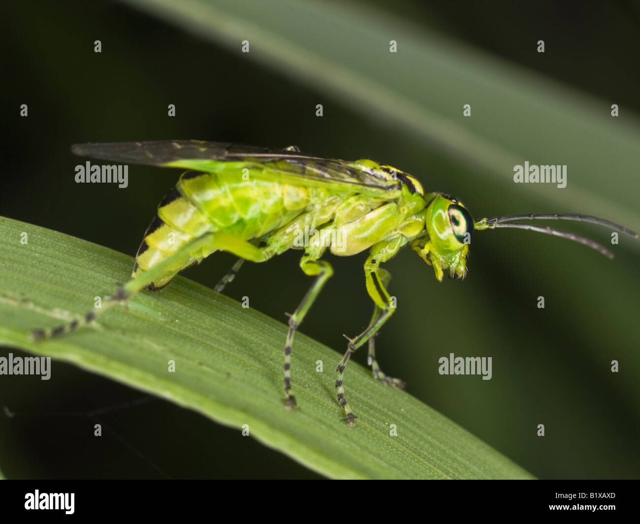 Sawfly Rhogogaster viridis (Tenthredinidae Stock Photo - Alamy