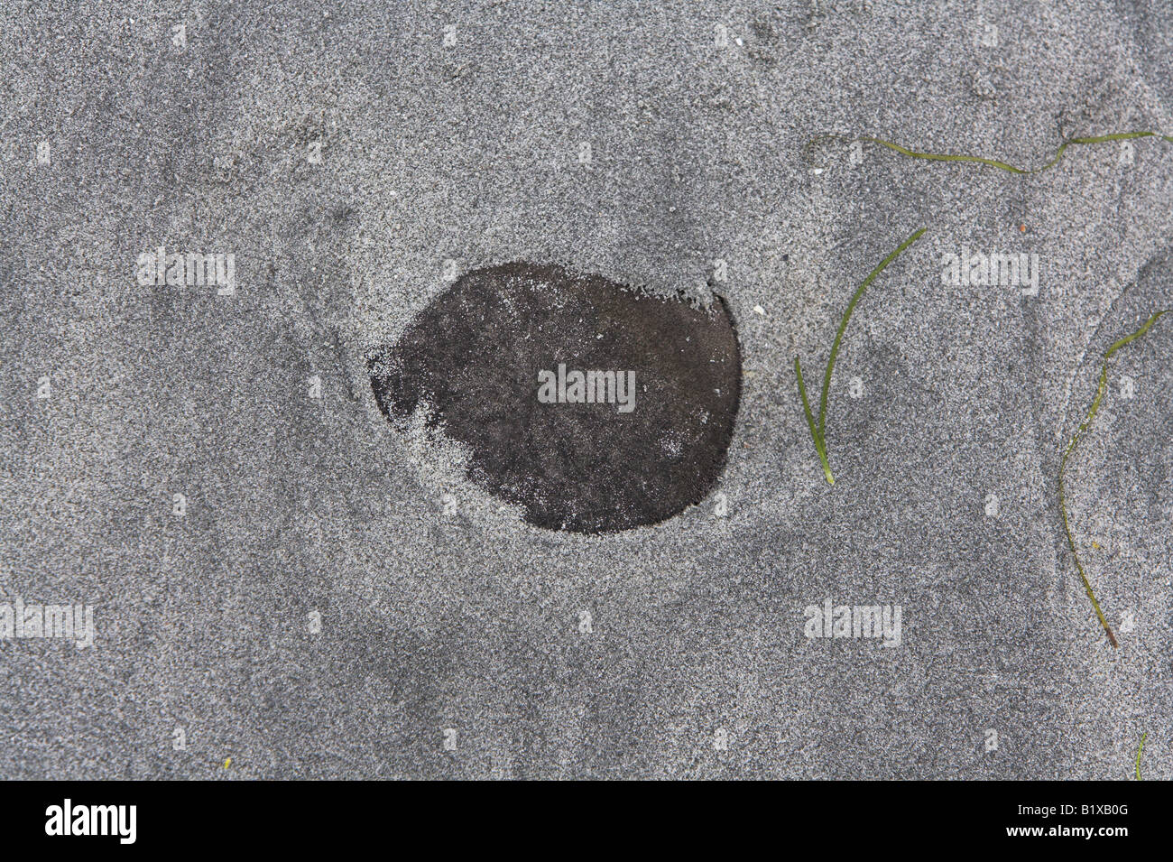Sand Dollar Dendraster excentricus washed up on sandy beach along ...