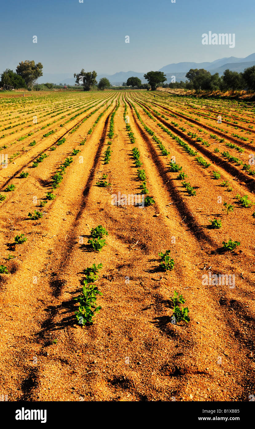 Fertile vegetable farm hi-res stock photography and images - Alamy