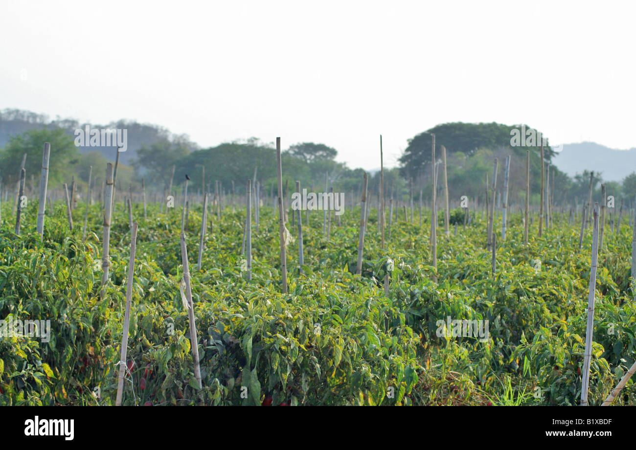 Chili farming hi-res stock photography and images - Alamy