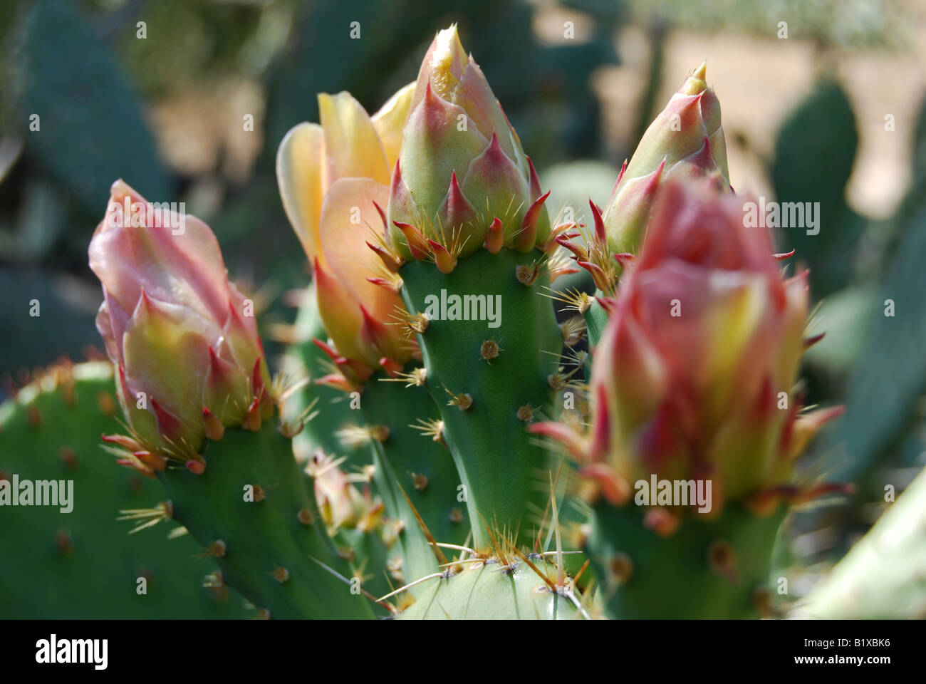 Opuntia Prickly Pear Cactus Bulbs Stock Photo - Alamy