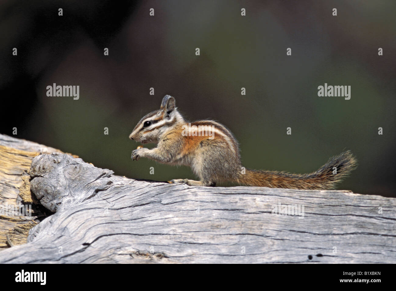 Long-eared Chipmunk Eutamias quadrimaculatus Stock Photo - Alamy