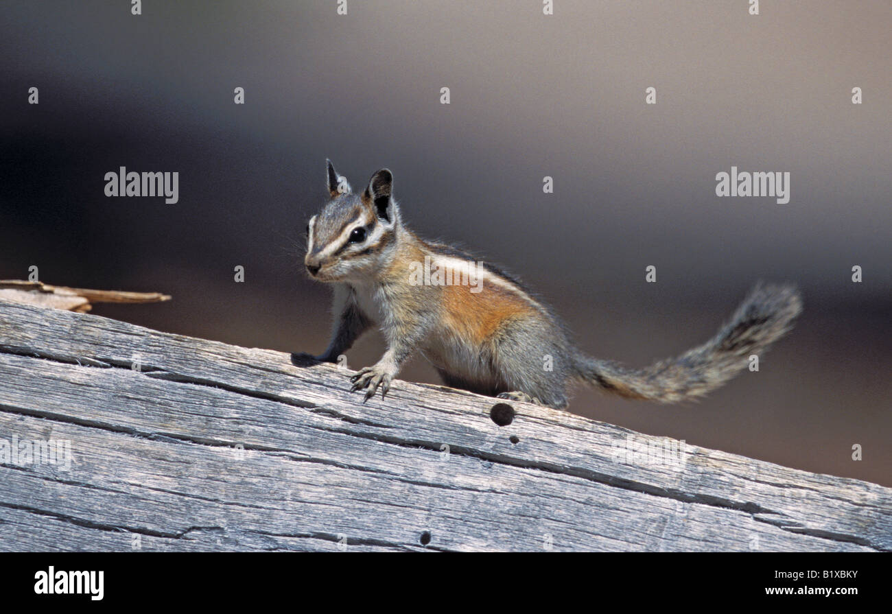Long-eared Chipmunk Eutamias quadrimaculatus Stock Photo - Alamy