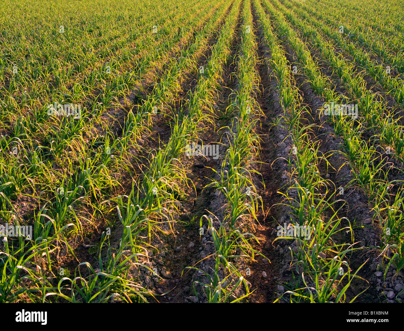 Furrow pattern hi-res stock photography and images - Alamy