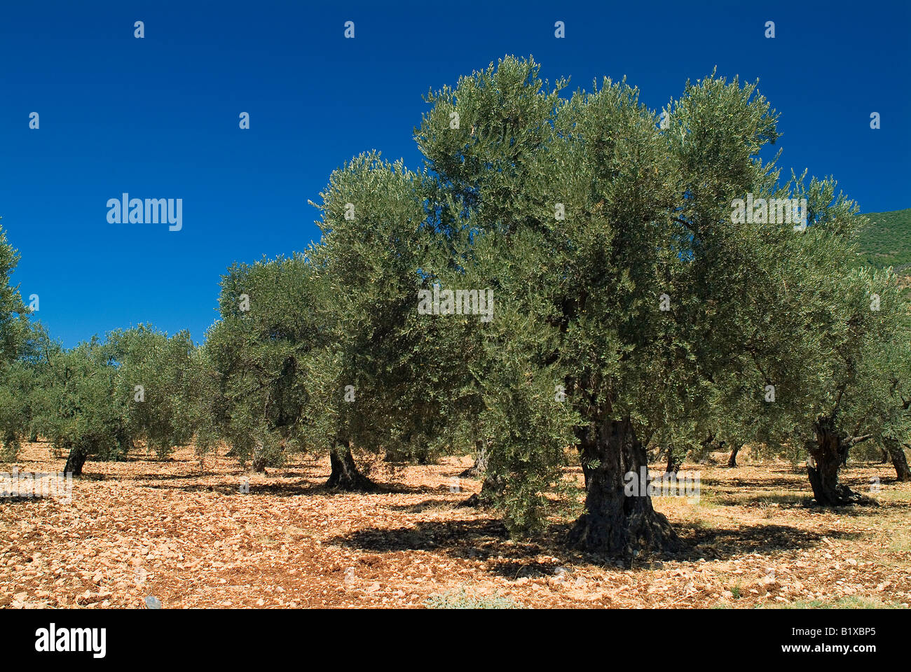ancient olive tree in the Galilee Israel Stock Photo - Alamy