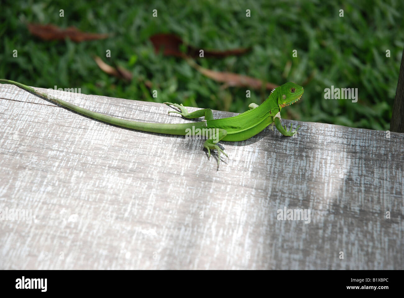 green tropical lizard which is sloughing off Stock Photo - Alamy