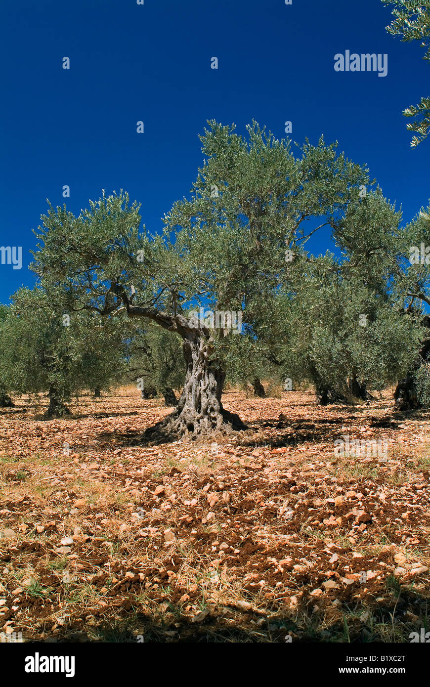 ancient olive tree in the Galilee Israel Stock Photo - Alamy
