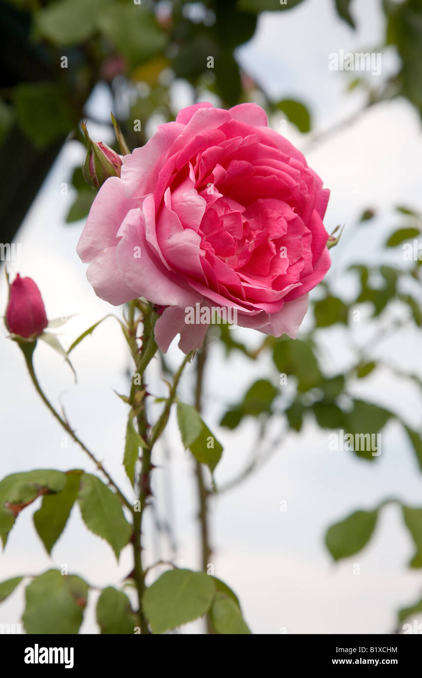 Parade - red rose with pink outer petals Stock Photo - Alamy