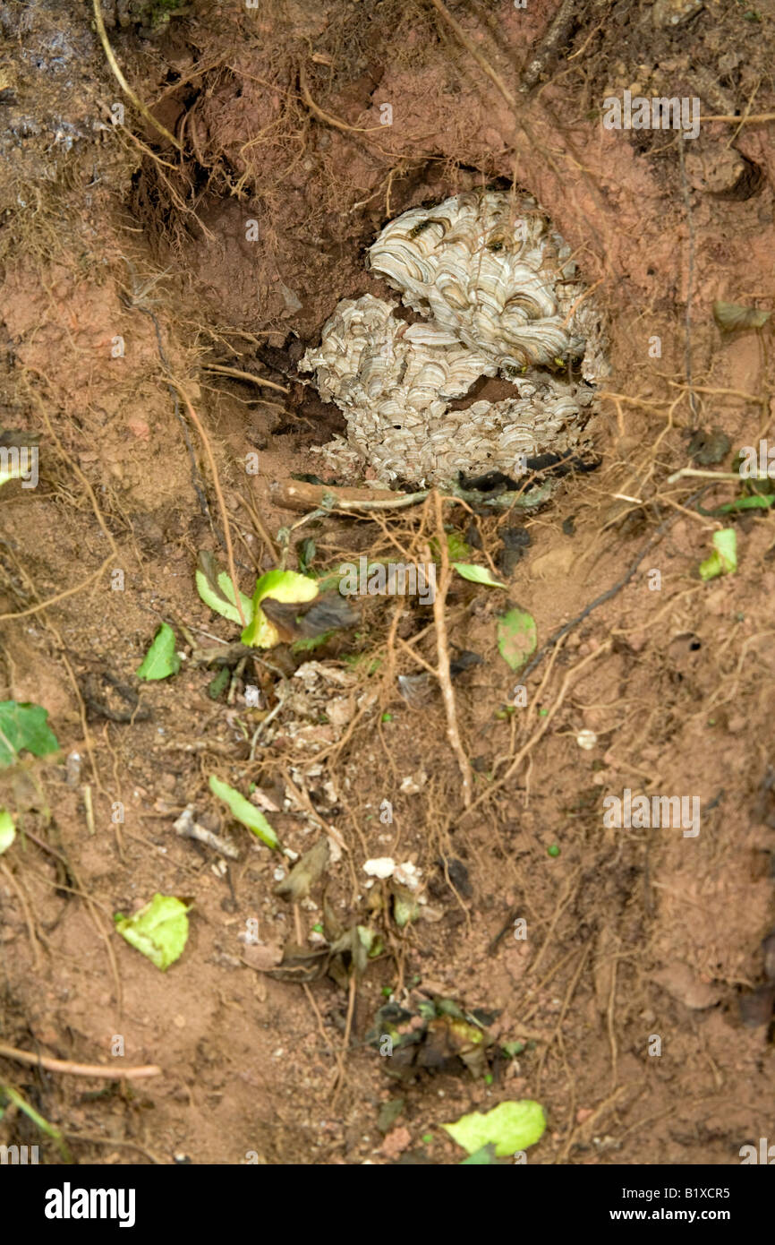 wasp nest destroyed by a badger cornwall Stock Photo - Alamy
