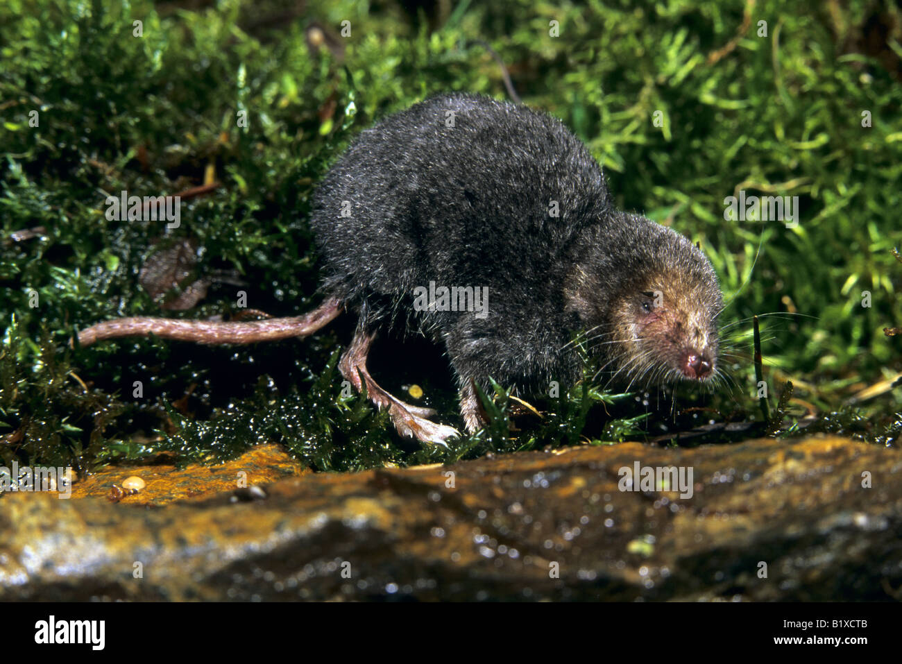 water shrew Neomys fodiens cornwall Stock Photo - Alamy
