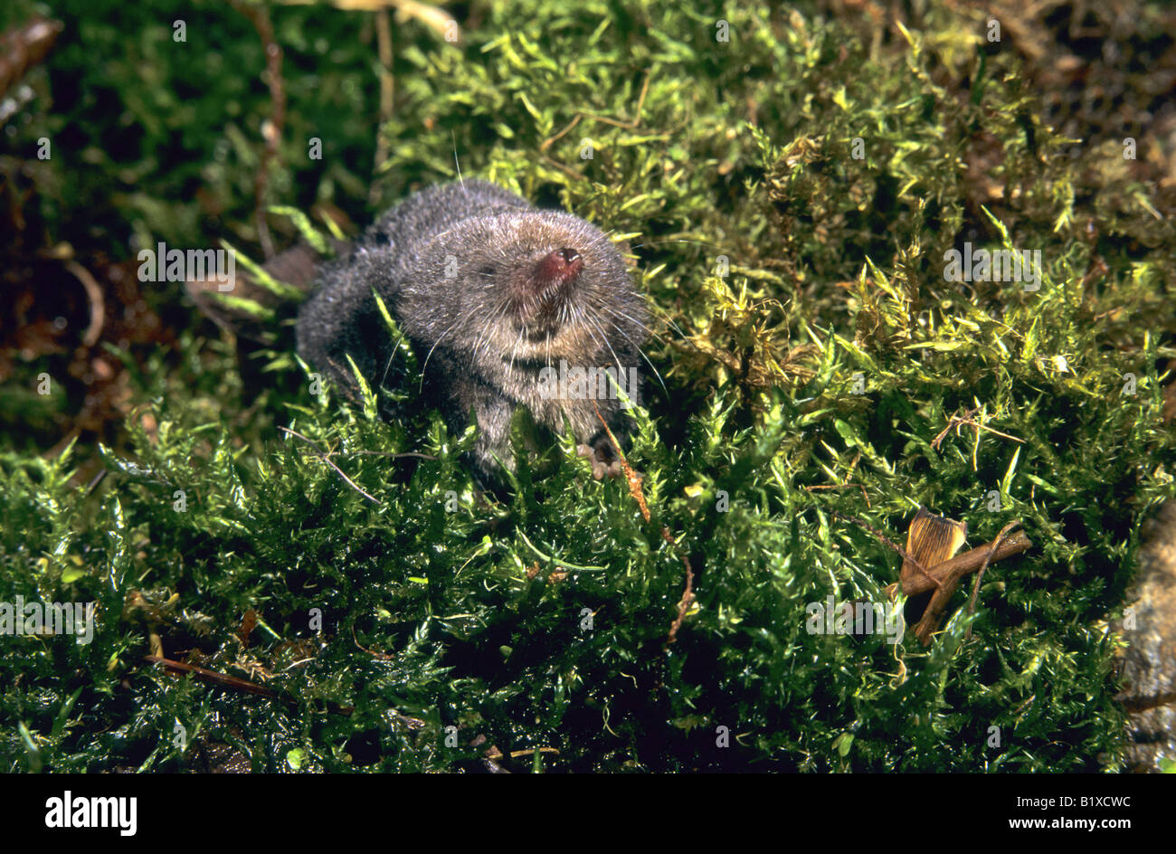 Water Shrew Uk High Resolution Stock Photography and Images - Alamy