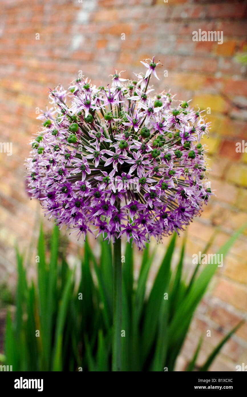 Single purple Allium flower against old red bricks of walled garden ...