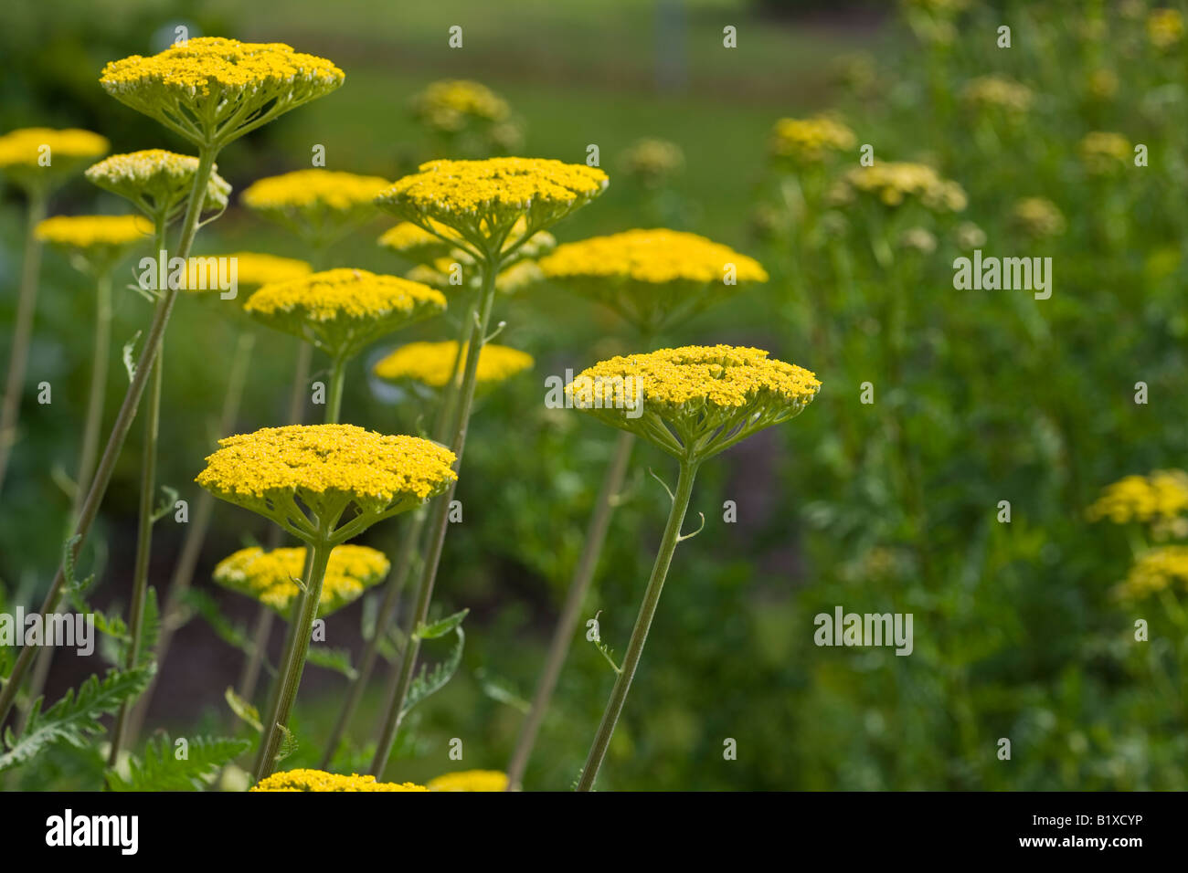 Fernleaf Yarrow (Achillea filipendulina Stock Photo - Alamy