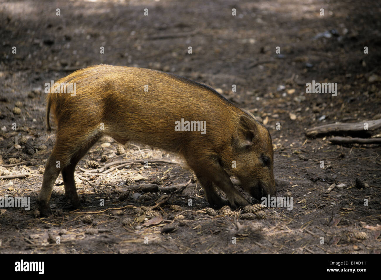 wild boar on a small holding Stock Photo - Alamy