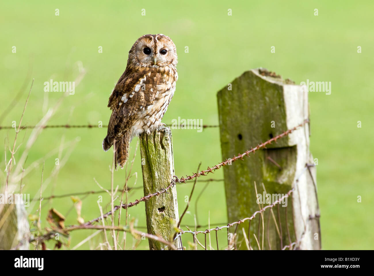 Tawny Owl on fence post Stock Photo - Alamy