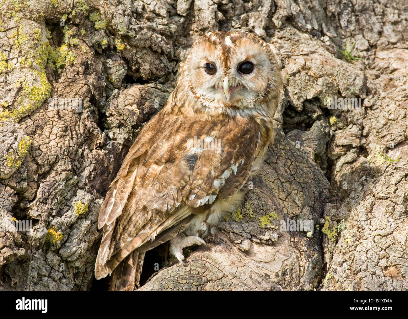 Tawny Owl on tree trunk Stock Photo - Alamy