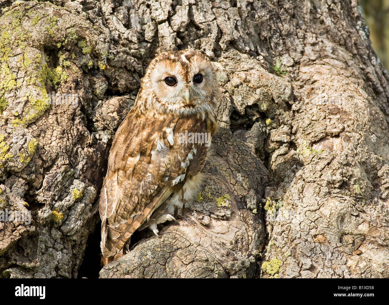 Tawny owl tree hi-res stock photography and images - Alamy