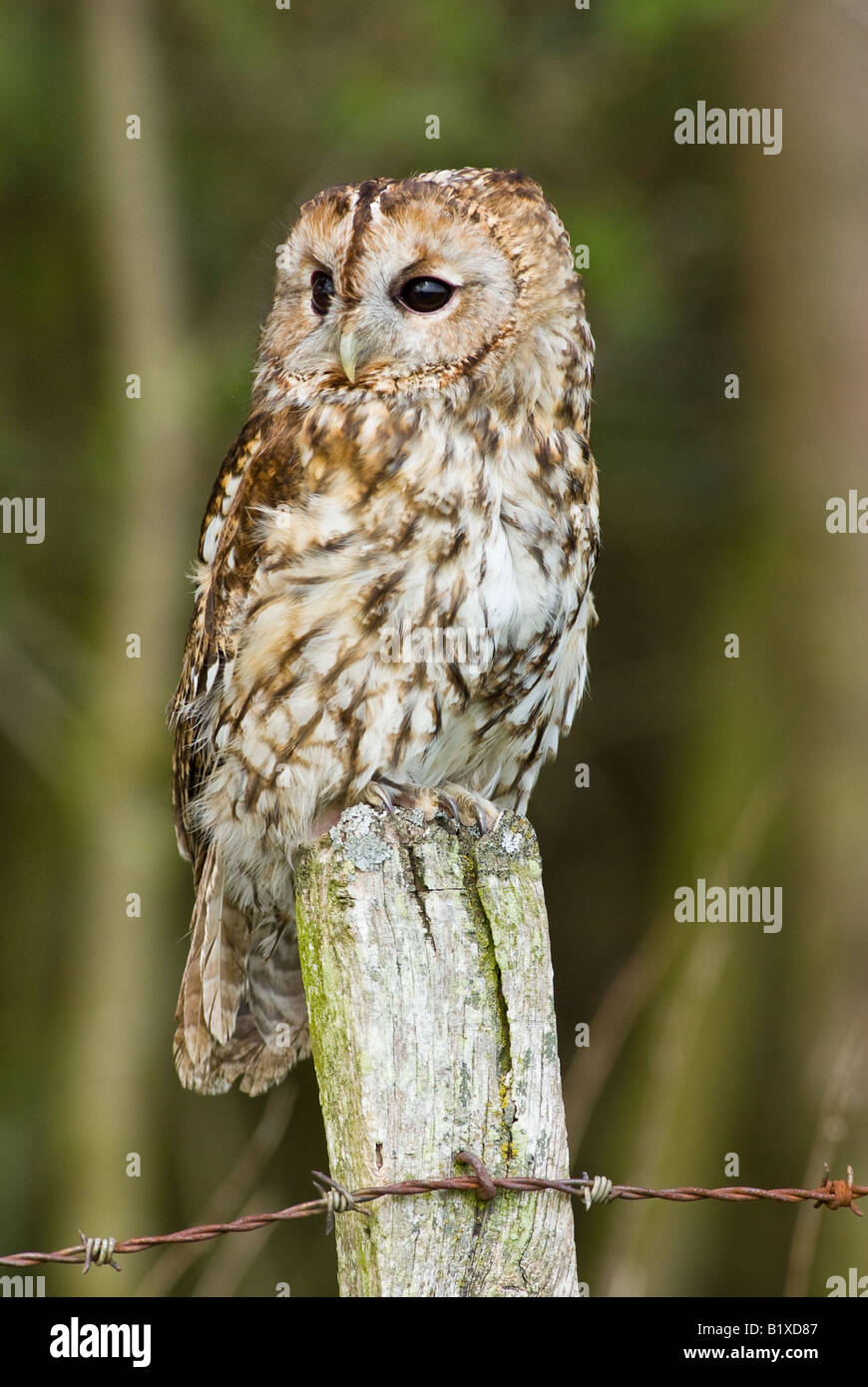 Owl on fence hi-res stock photography and images - Alamy
