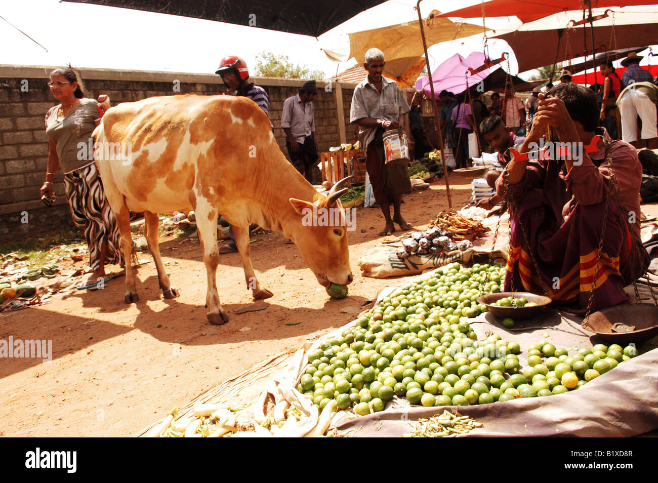 Sri Lanka, Negombo, market,photo Kazimierz Jurewicz Stock Photo - Alamy