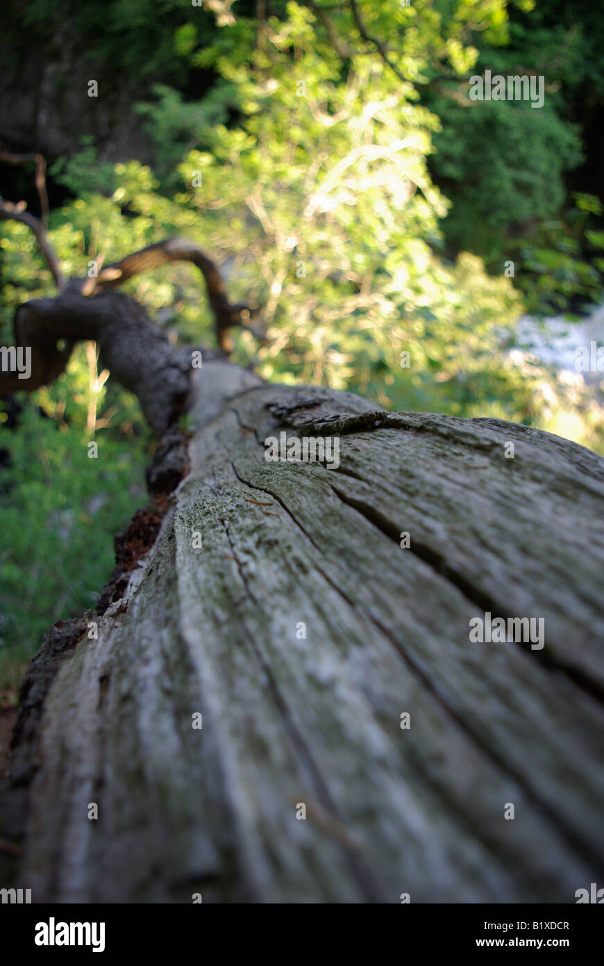Lynn tree hi-res stock photography and images - Alamy
