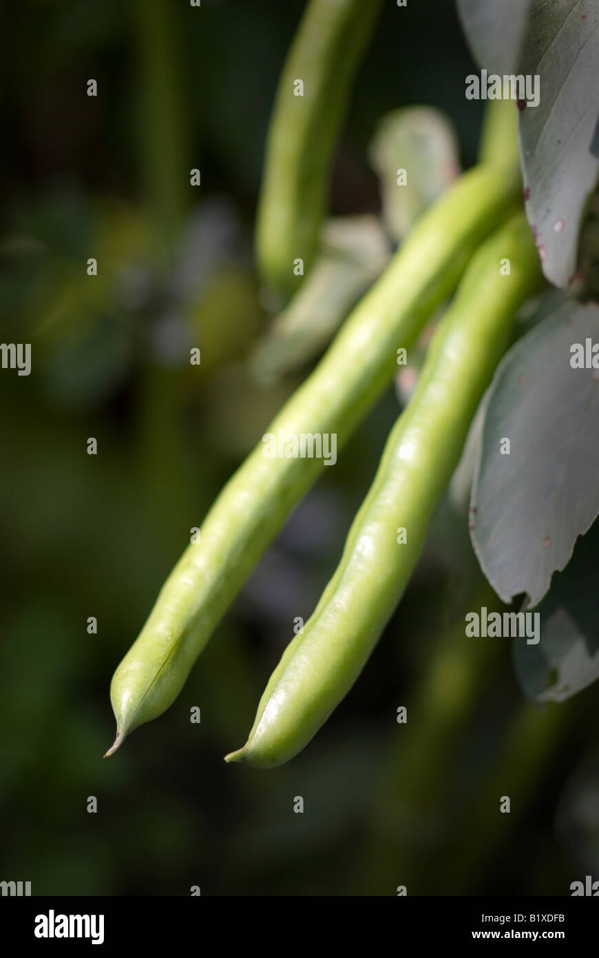 two well formed broad bean pods - Bunyards Exhibition Stock Photo - Alamy