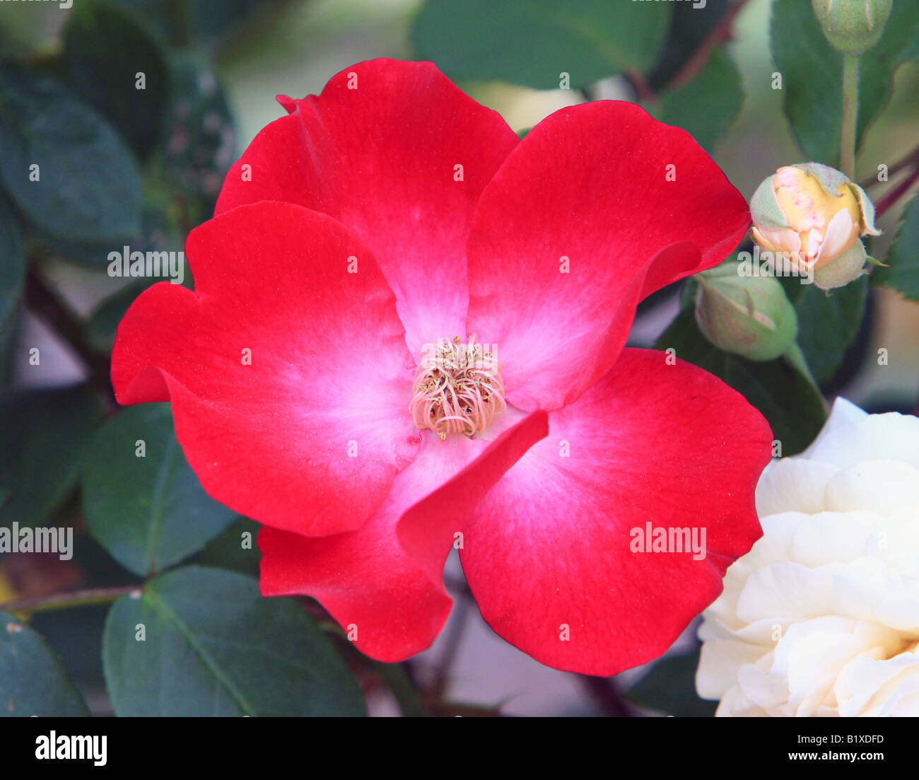 A red Berlin shrub rose Stock Photo - Alamy
