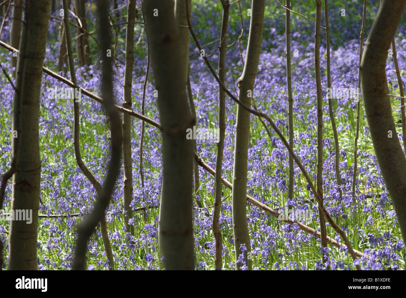 Ash sapling hi-res stock photography and images - Alamy