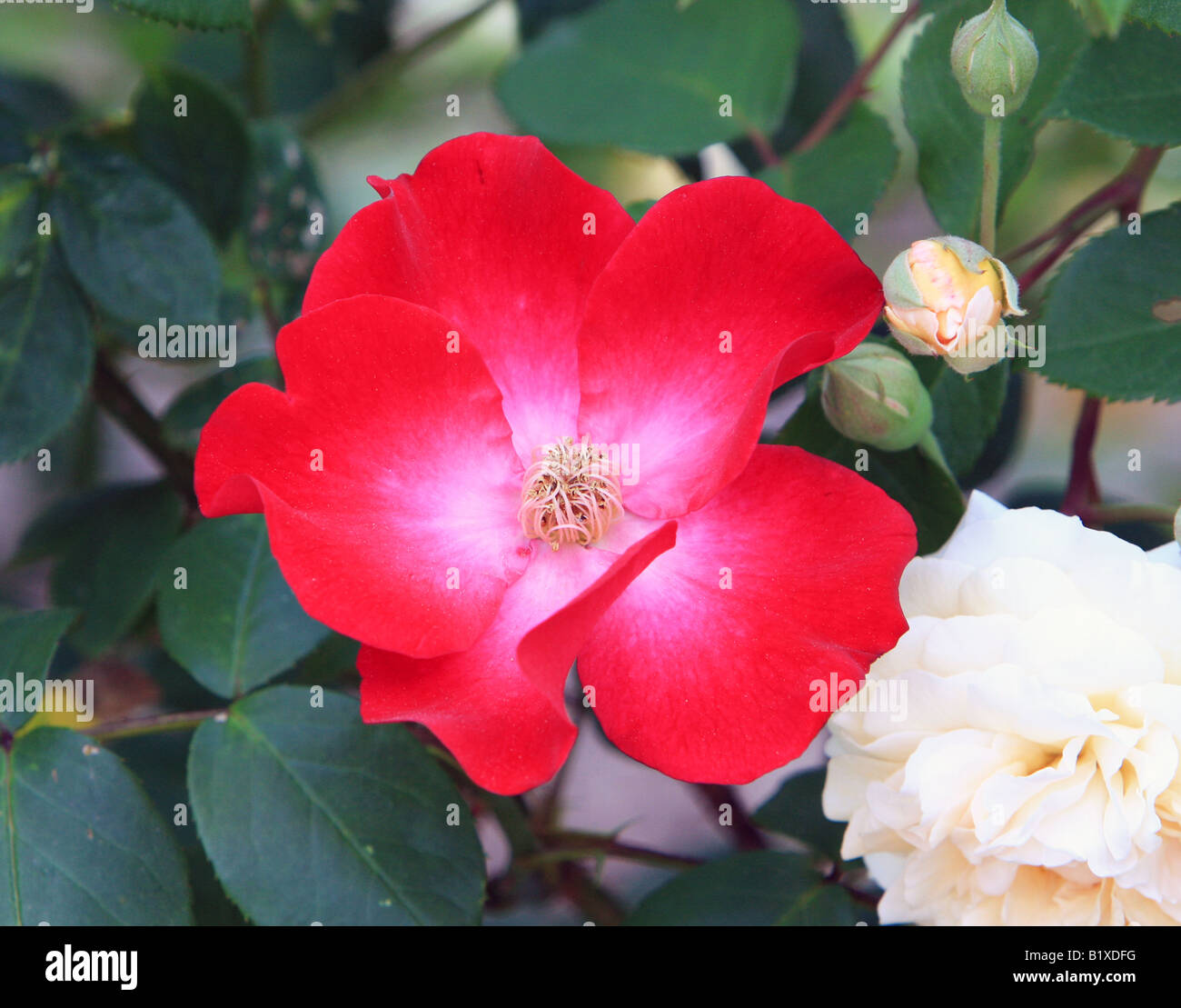 Red flower shrub rose hi-res stock photography and images - Alamy