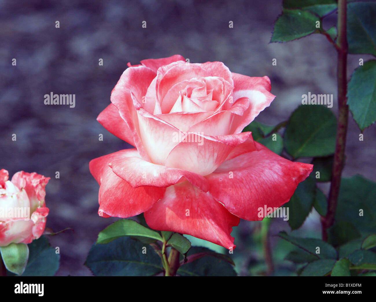 Cherry Parfait Grandiflora Rose. Pink and white with vibrant green ...