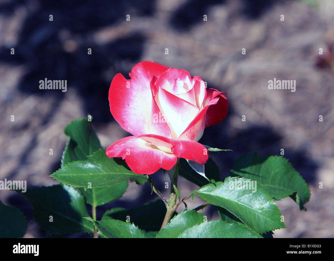 Cherry Parfait Grandiflora Rose. Pink and white with vibrant green ...