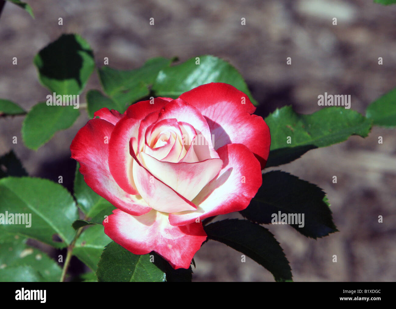Cherry Parfait Grandiflora Rose. Pink and white with vibrant green ...
