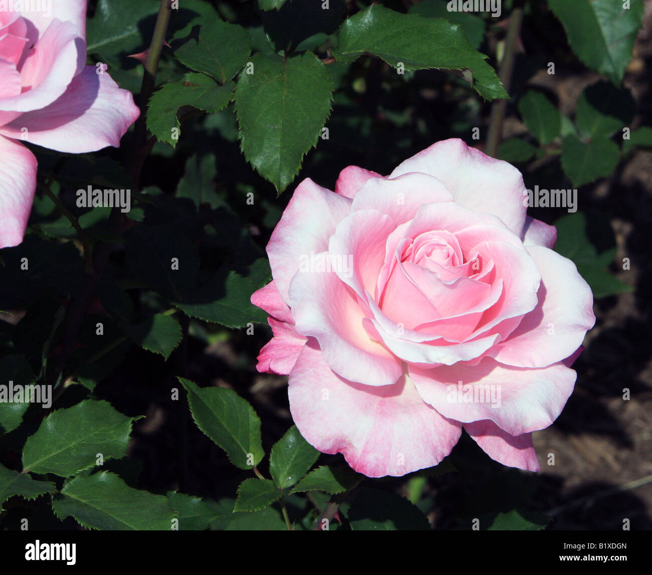 A Sweet Surrender Hybrid Tea Rose Stock Photo - Alamy