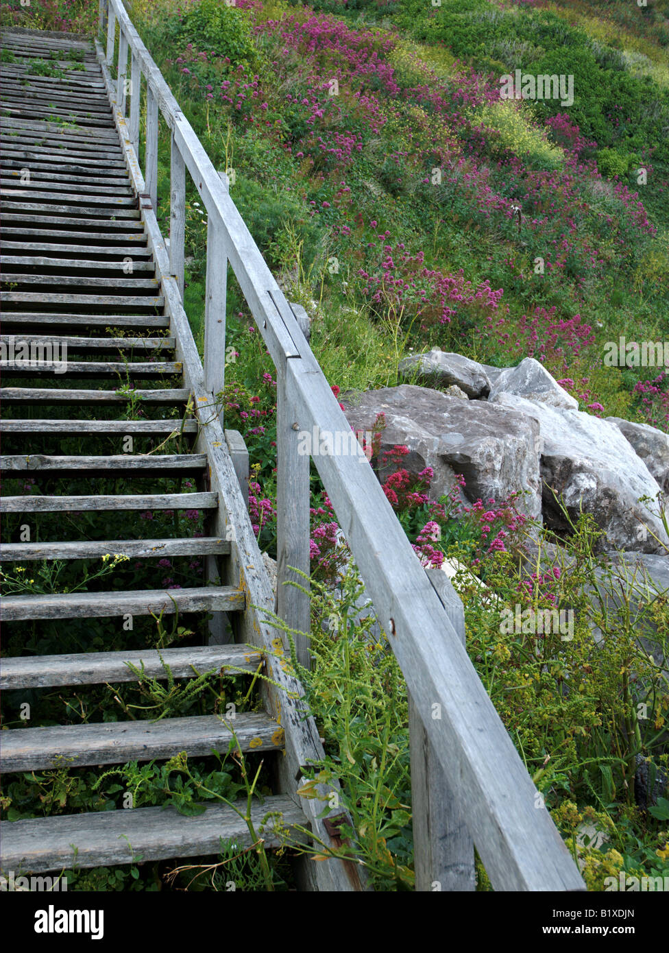 Wooden steps up a cliff path at Sandown in the Isle of Wight UK Stock ...