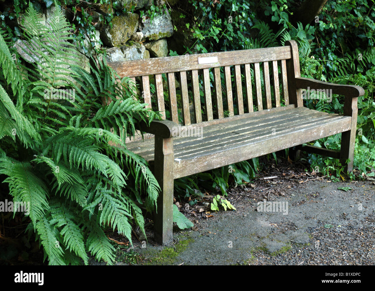 Wooden park bench in a shady spot with ferns and other green plants ...