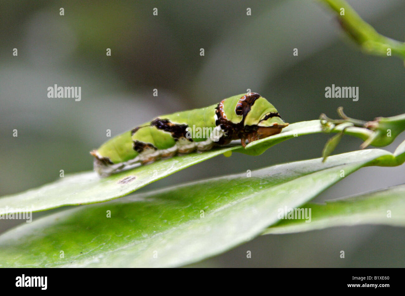 Common Mormon Swallowtail Butterfly Caterpillar, Papilio polytes ...