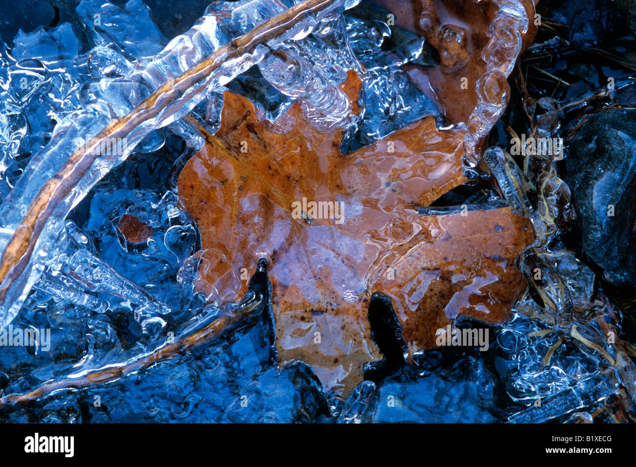 maple leaf frozen in ice Stock Photo - Alamy