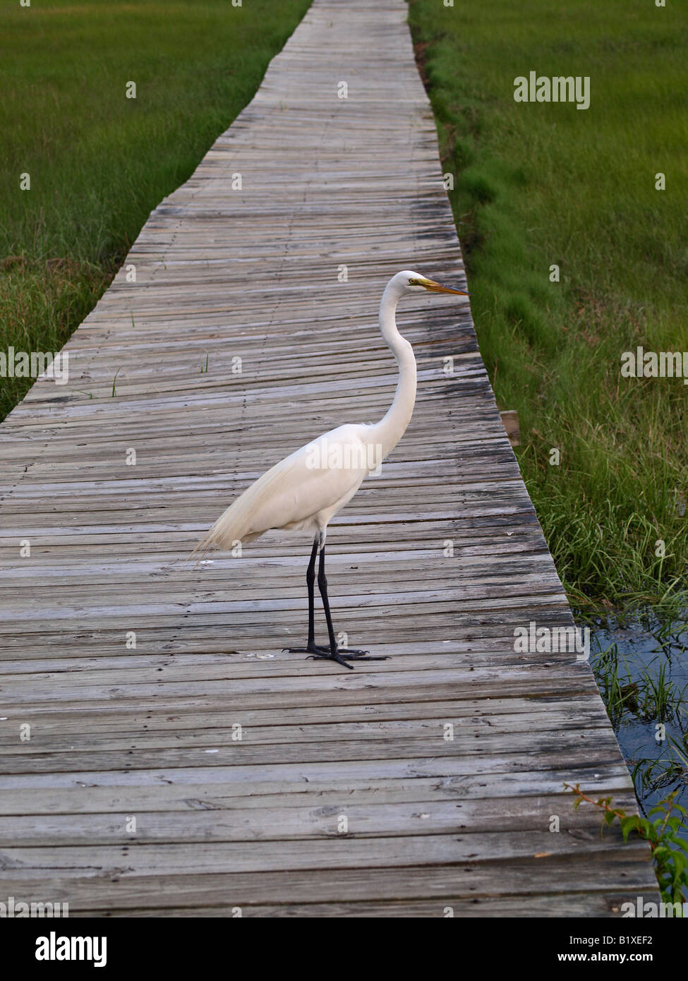 Great Egret walking on bard walk in Long Island Stock Photo - Alamy