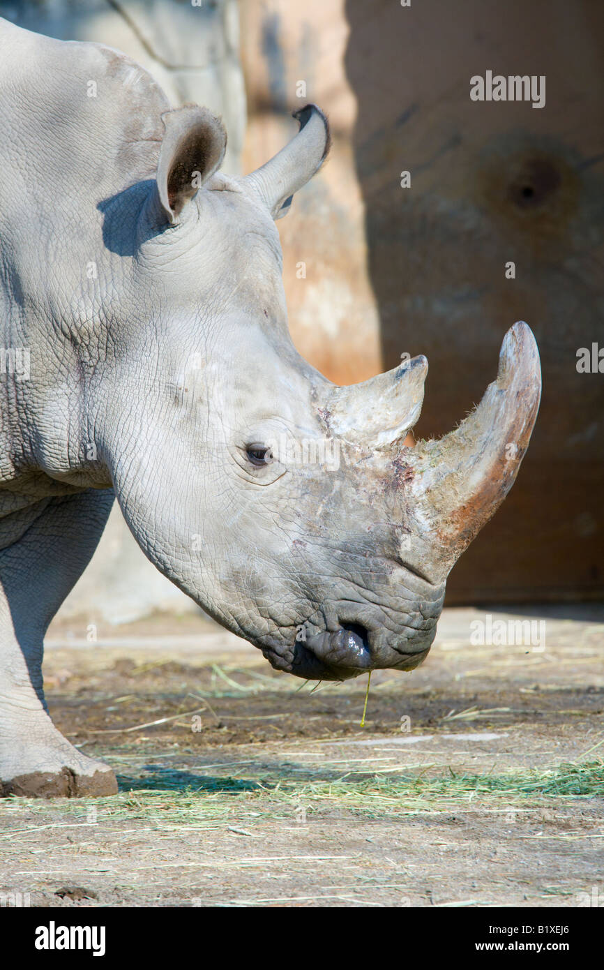 Rhinoceros animal wildlife hi-res stock photography and images - Alamy