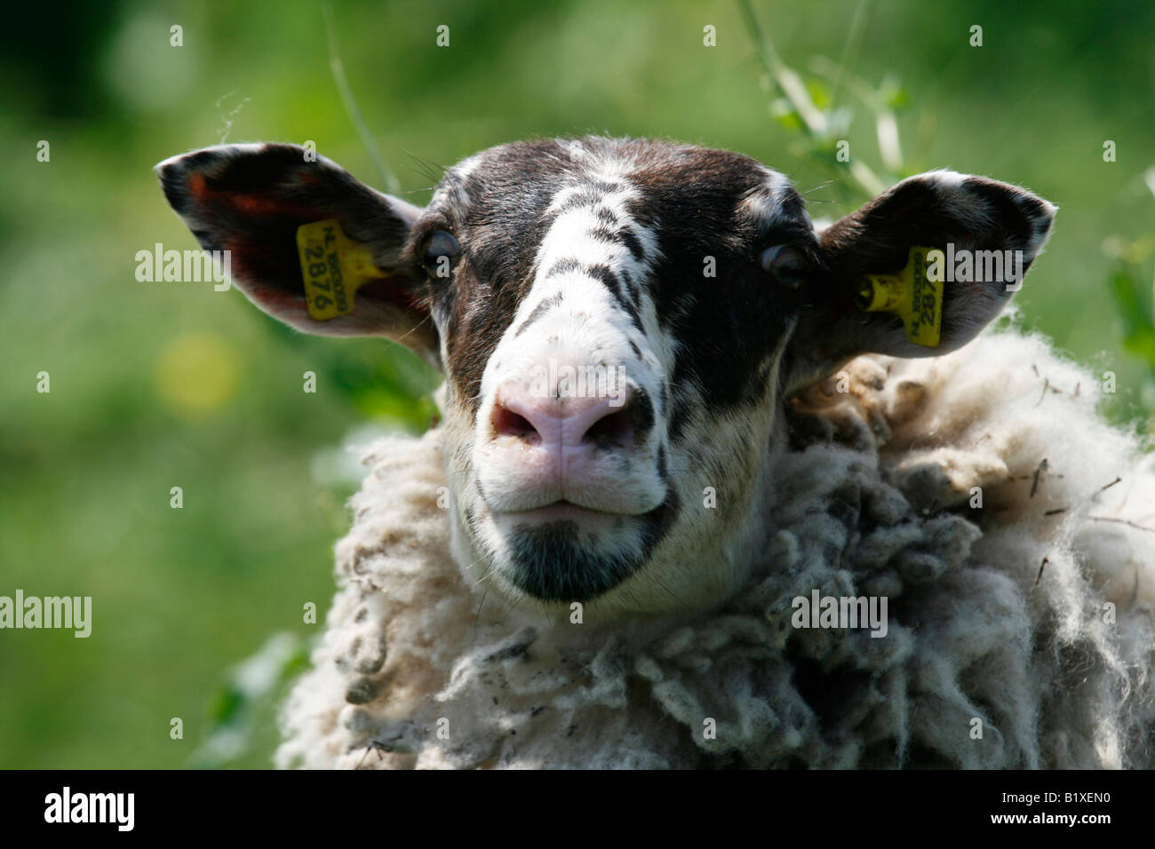 Black and white sheep hi-res stock photography and images - Alamy
