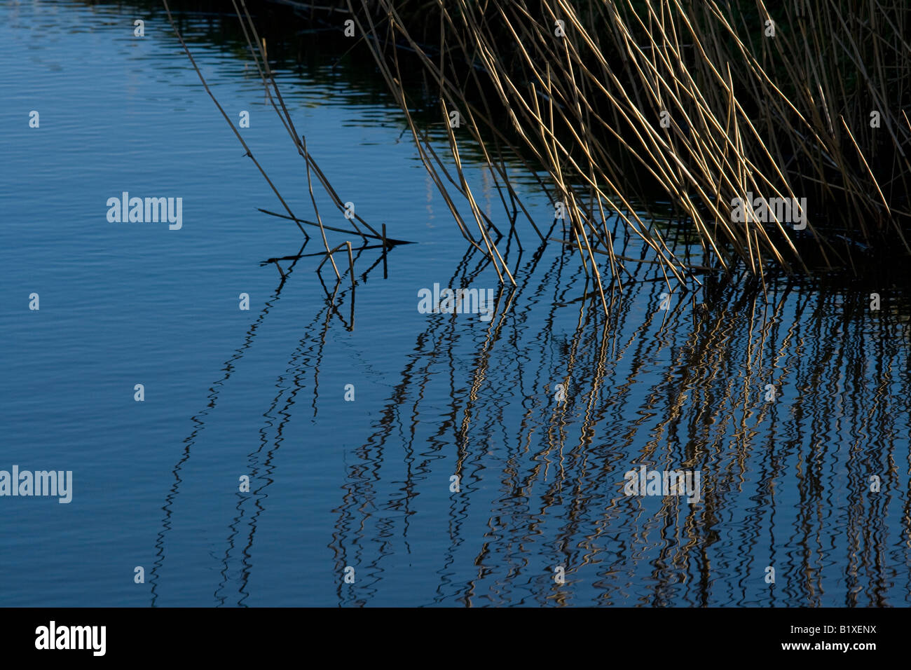 reflection of waterplant in dark blue water Stock Photo - Alamy