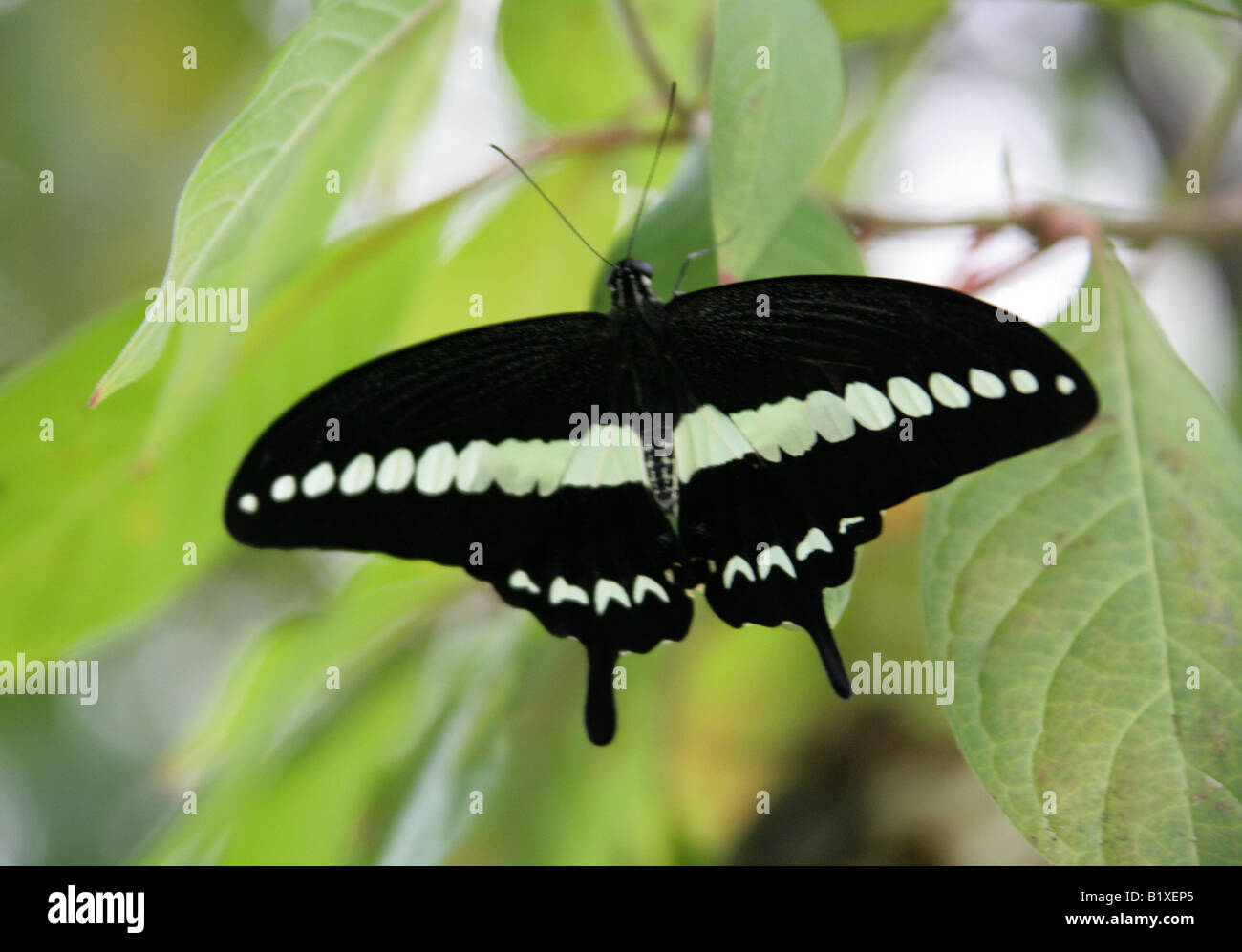Banded Swallowtail Butterfly Papilio demolion Papilionidae. Peru, South ...