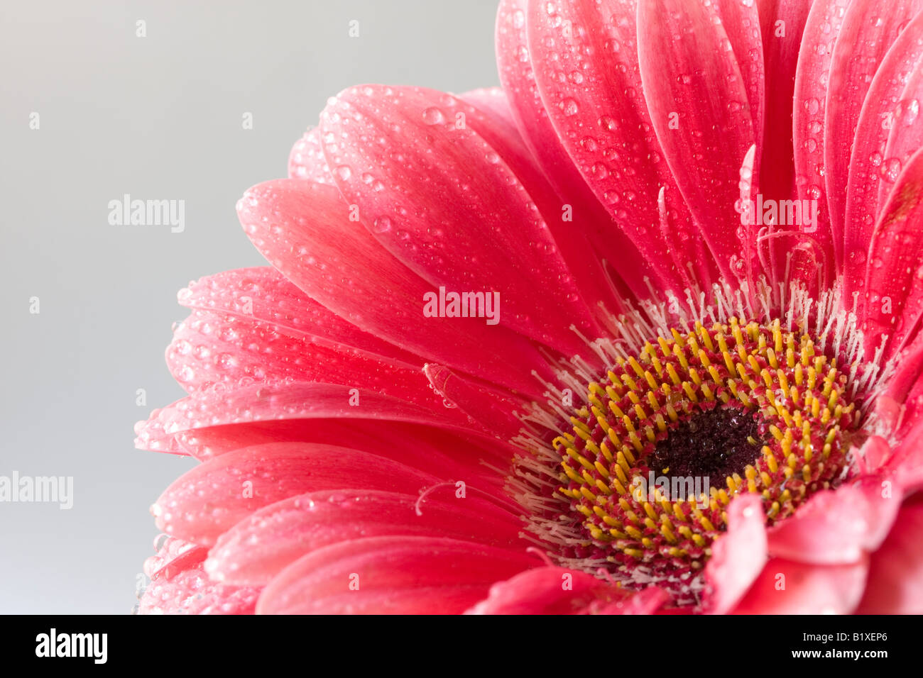 Pink barberton daisy with water drops Stock Photo - Alamy