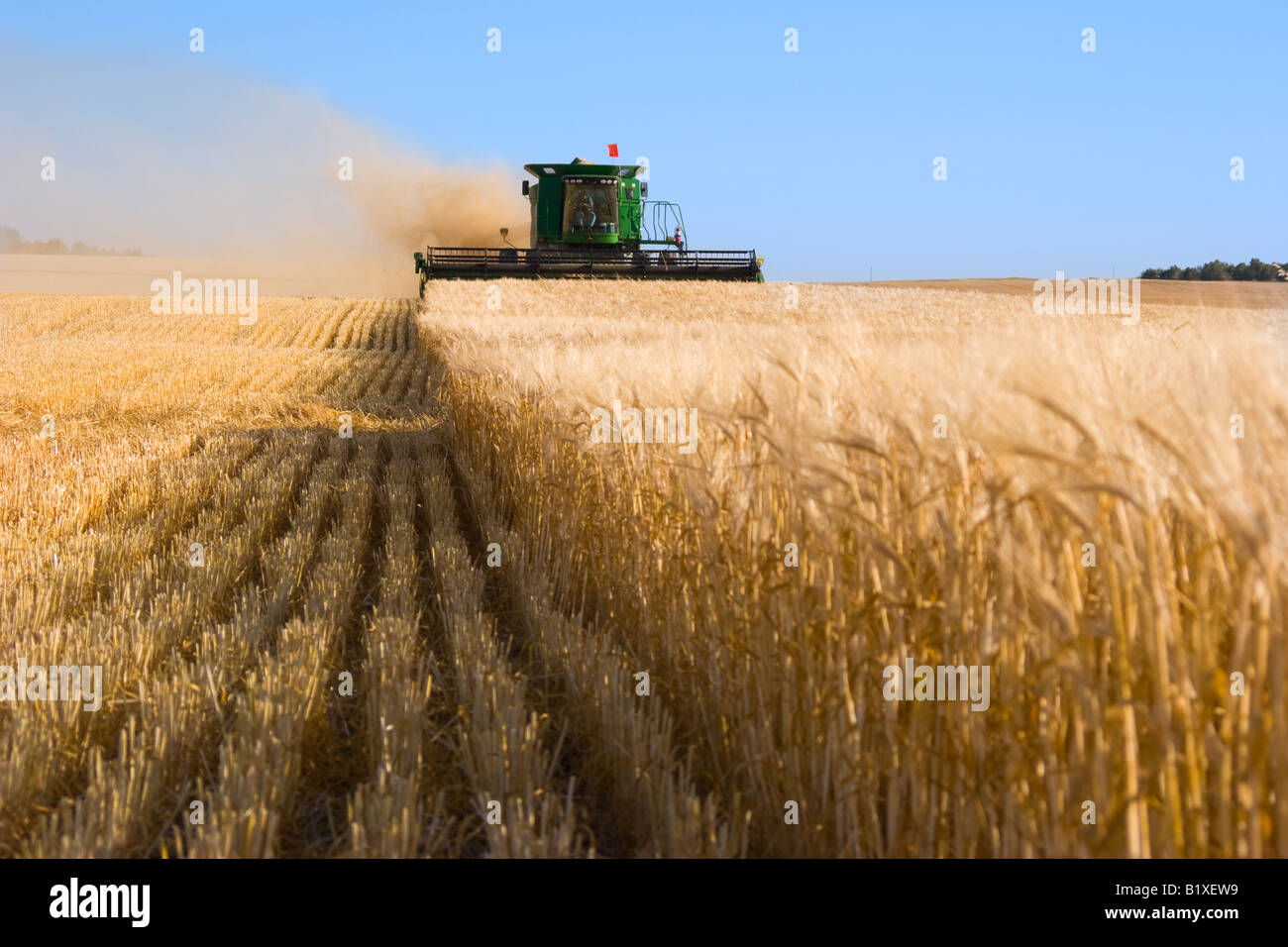 Tractor in a wheat field Stock Photo - Alamy